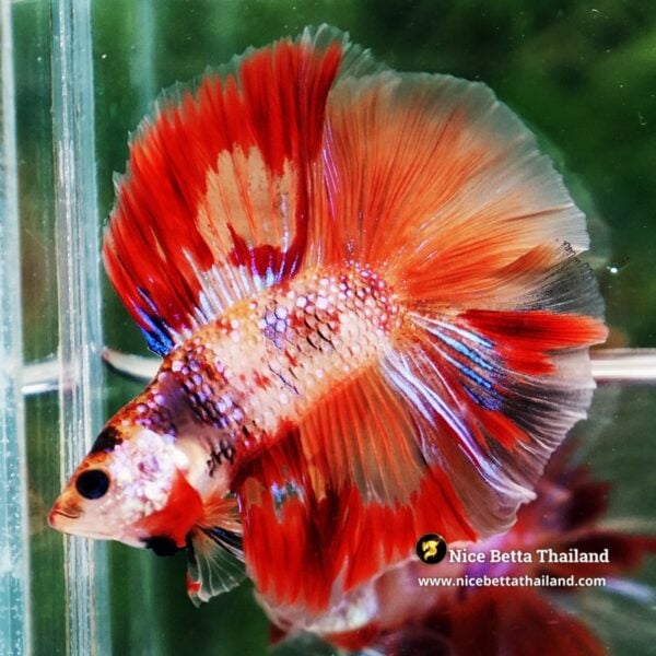 Betta Fish Fullmoon Candy Nemo Firer DTHM - nicebettathailand.com