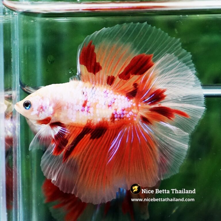 Double tail betta (DTHM) & (DTPK) - nicebettathailand.com