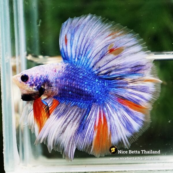 Double tail betta (DTHM) & (DTPK) - nicebettathailand.com