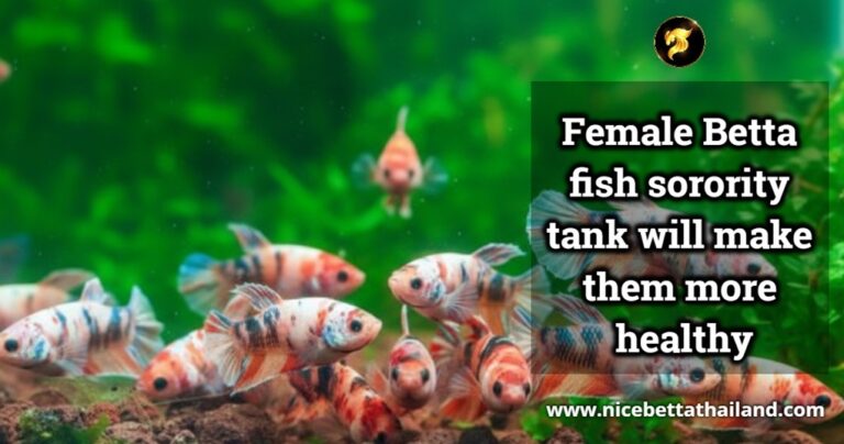 Experimental results Betta fish sorority tank will make them more ...
