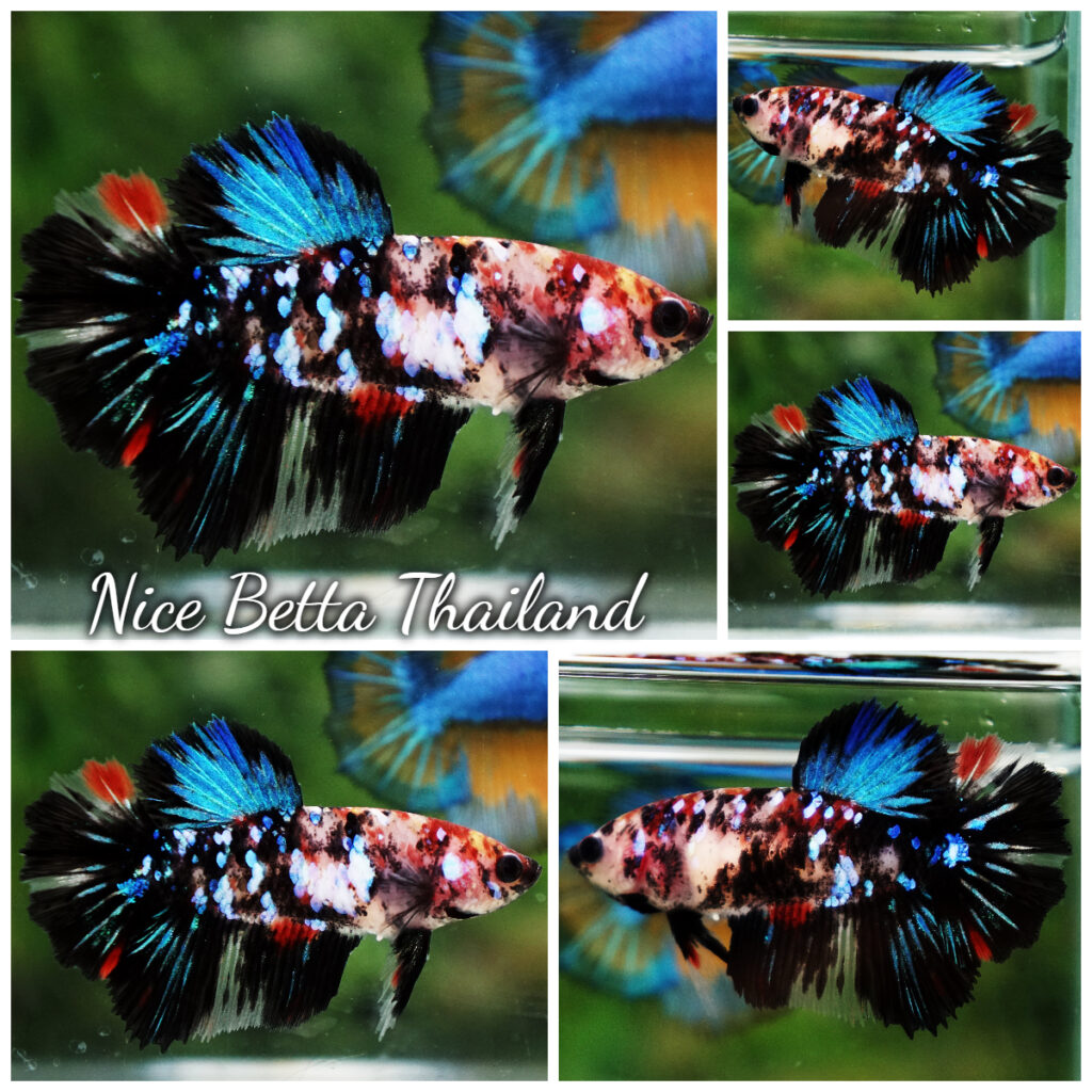 Betta Fish Female Nightmare Galaxy Shadow HM - nicebettathailand.com