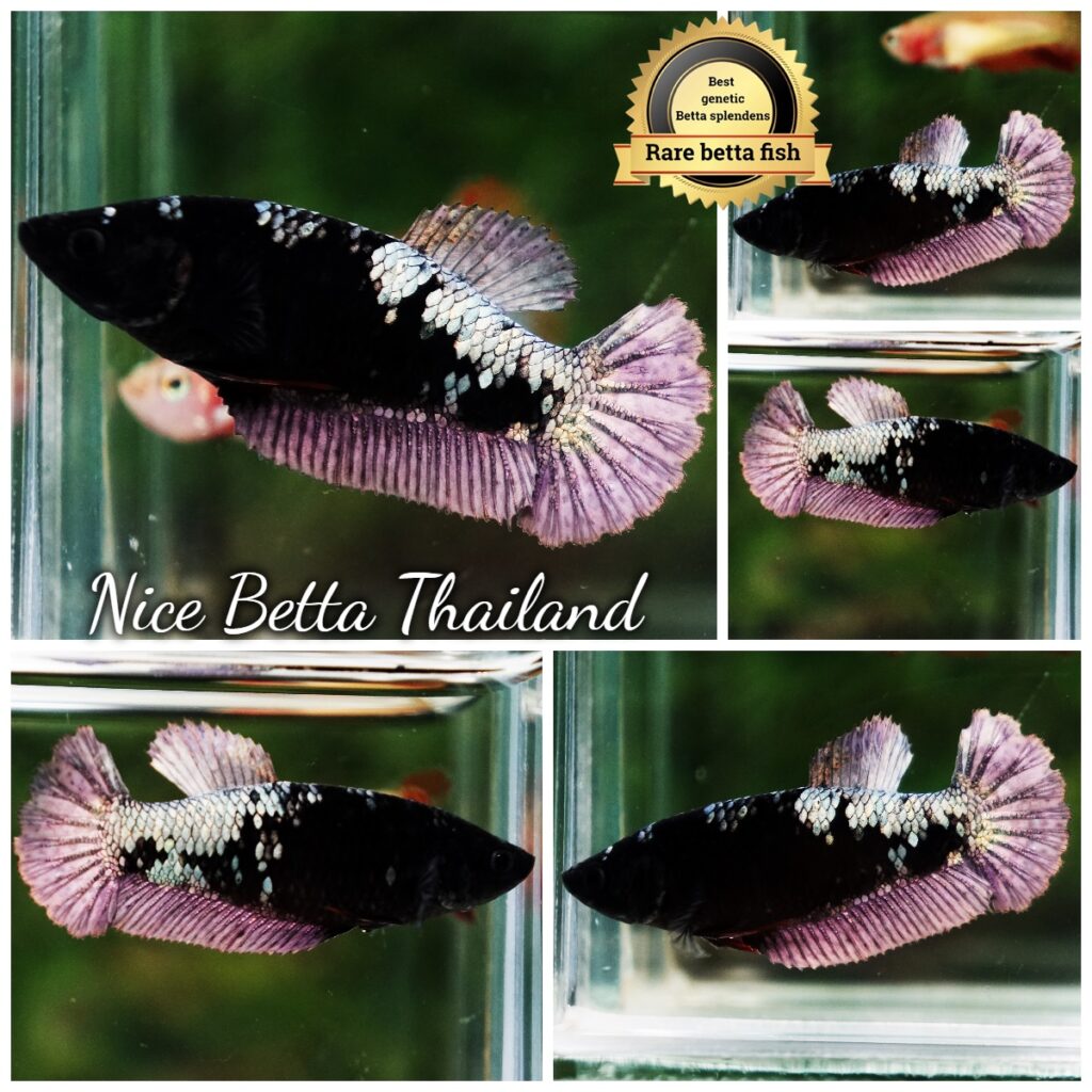 Betta Fish Female Superior Dark Black Hole Mermaid HMPK ...