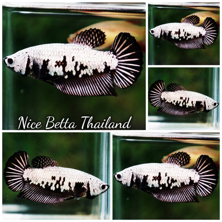 Halfmoon Plakat Betta (HMPK) - nicebettathailand.com