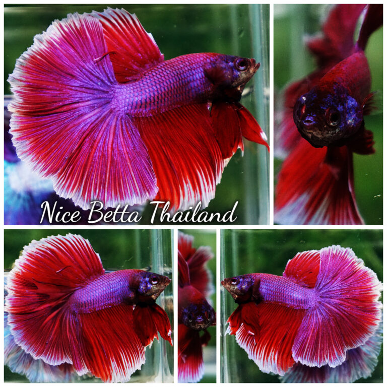Salamander betta fish for Sale - nicebettathailand.com