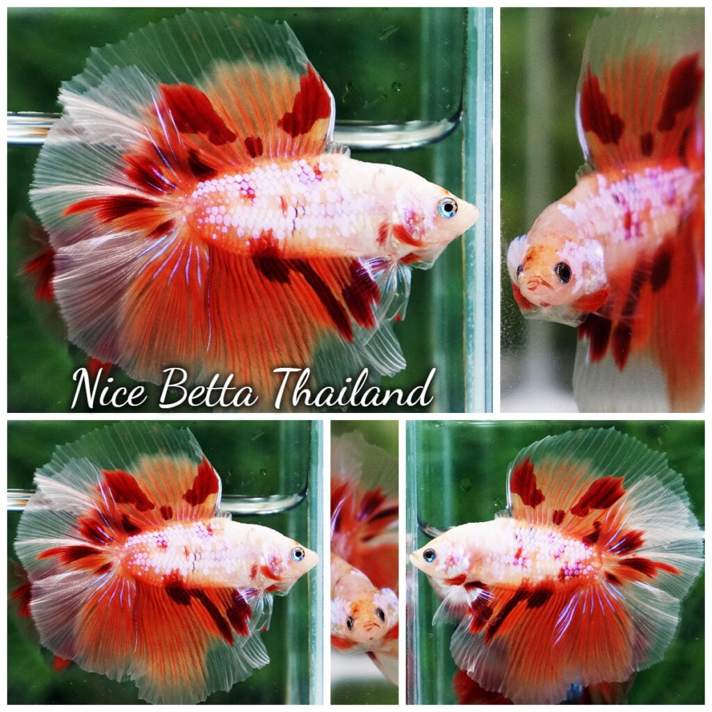 Double tail betta (DTHM) & (DTPK) - nicebettathailand.com