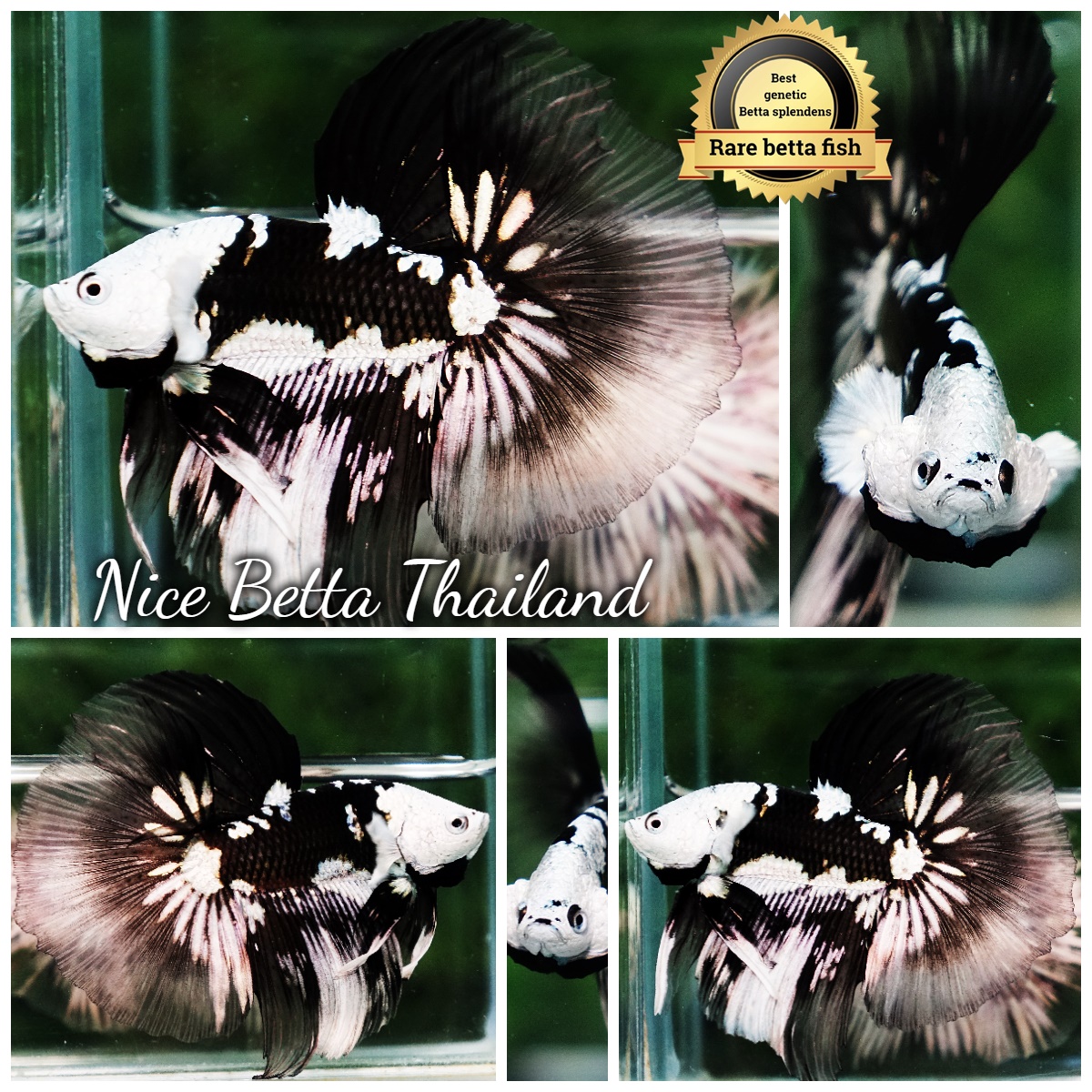 Betta Fish Rare Killer Shadow Black Star Full Helmet Samurai (Ultra ...