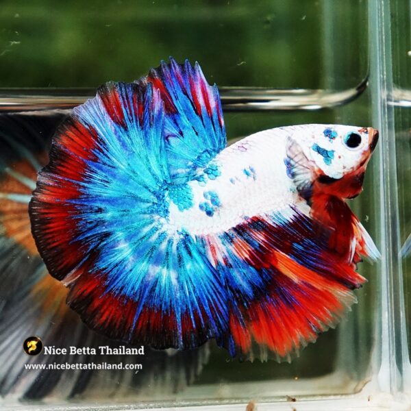 Betta Fish Siam Songkran Multi Tri-colors OHM - nicebettathailand.com