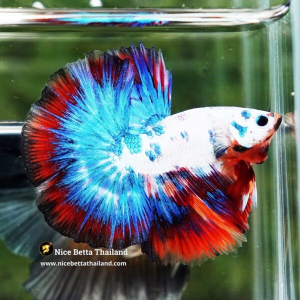 Betta Fish Siam Songkran Multi Tri-colors OHM - nicebettathailand.com