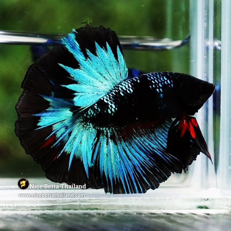Betta Fish King Blue Black Star Avatar Black Ring (Rare ...
