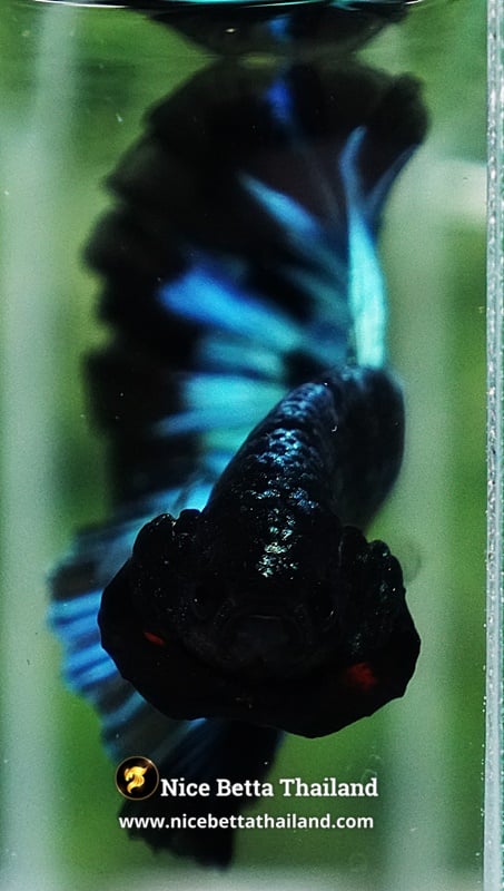 Betta Fish King Blue Black Star Avatar Black Ring (Rare ...