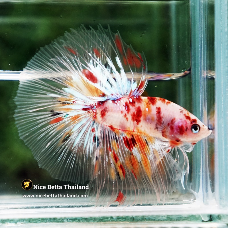 Betta Fish Classic Nemo Meteor Marble OHM - nicebettathailand.com