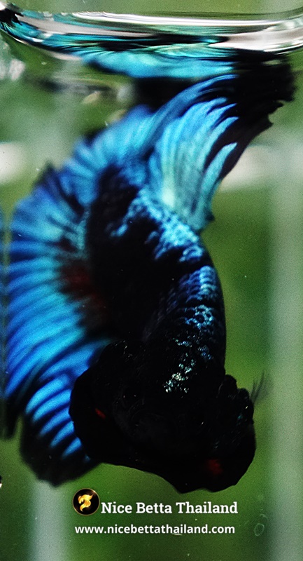 Betta Fish King Blue Black Star Avatar Black Ring (Rare ...