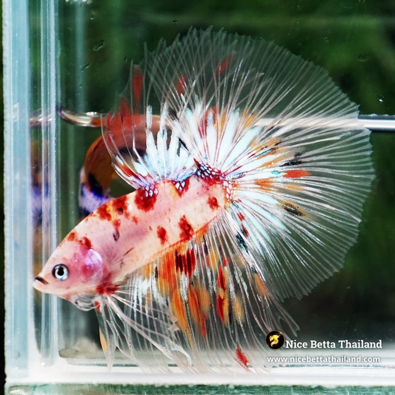 Betta Fish Classic Nemo Meteor Marble OHM - nicebettathailand.com