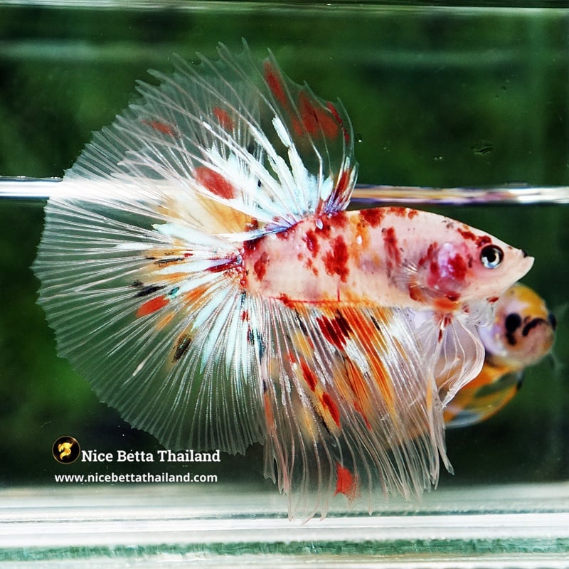 Betta Fish Classic Nemo Meteor Marble OHM - nicebettathailand.com