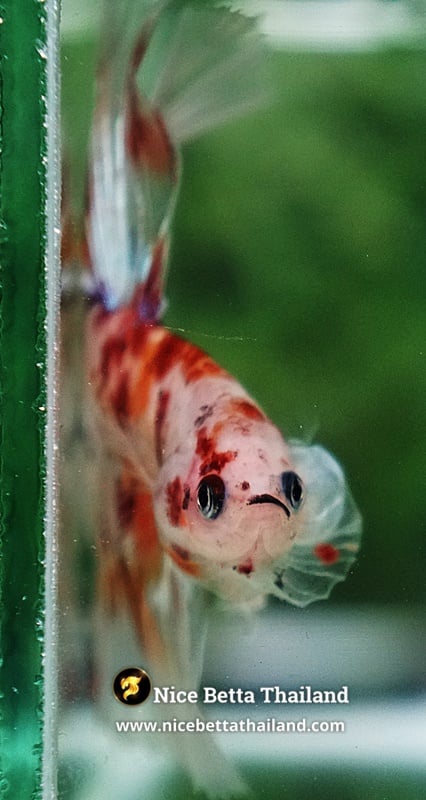 Betta Fish Classic Nemo Meteor Marble OHM - nicebettathailand.com