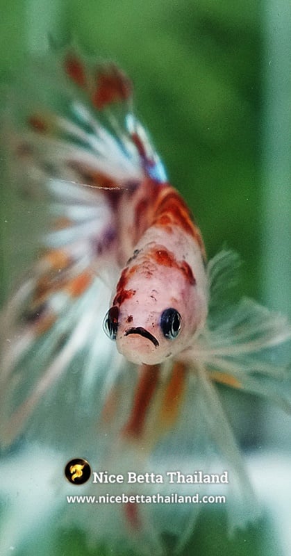 Betta Fish Classic Nemo Meteor Marble OHM - nicebettathailand.com