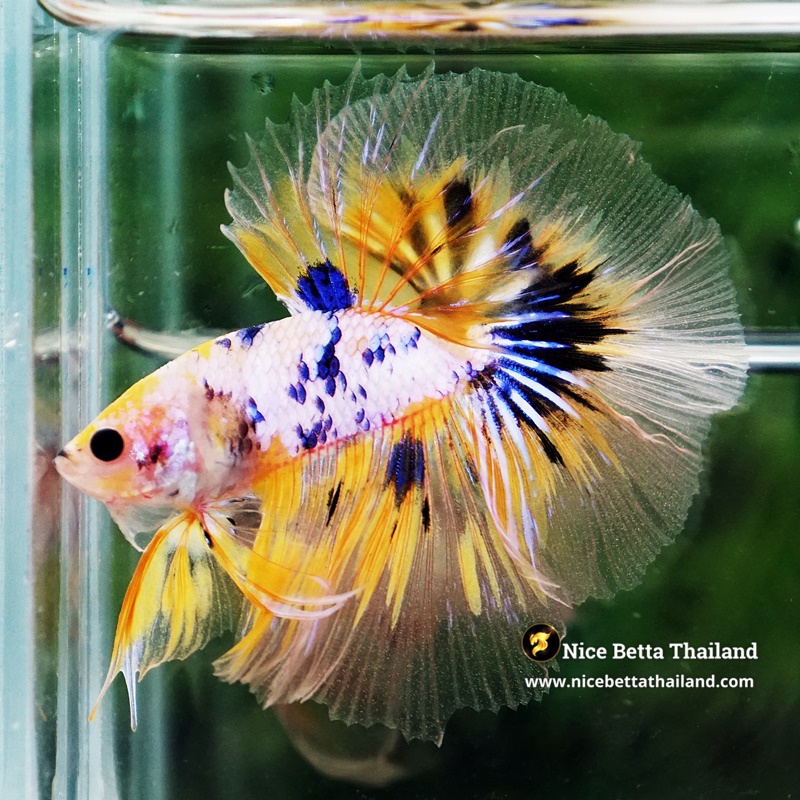 Betta Fish Fancy Luminex Sky Hawk OHM (Competition grade ...