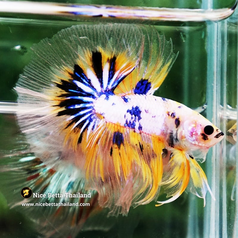 Betta Fish Fancy Luminex Sky Hawk OHM (Competition grade ...