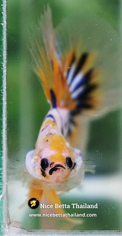 Betta Fish Fancy Luminex Sky Hawk OHM (Competition grade ...