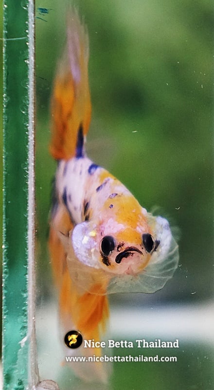 Betta Fish Fancy Luminex Sky Hawk OHM (Competition grade ...