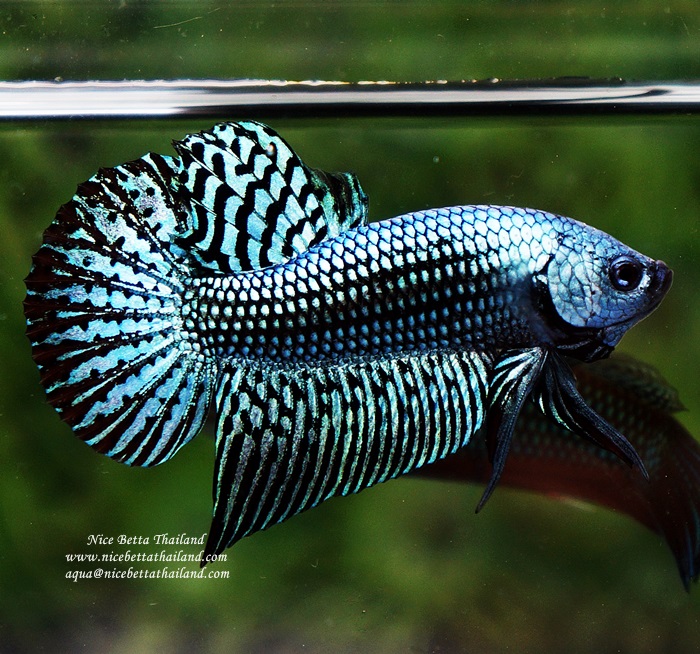 Wild Betta fish Hybrid Grey Alien Peacock - nicebettathailand.com