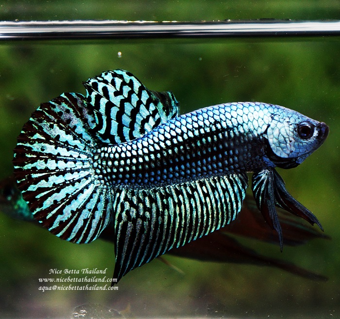 Wild Betta fish Hybrid Grey Alien Peacock - nicebettathailand.com