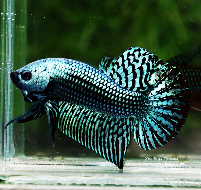 Wild Betta fish Hybrid Grey Alien Peacock - nicebettathailand.com