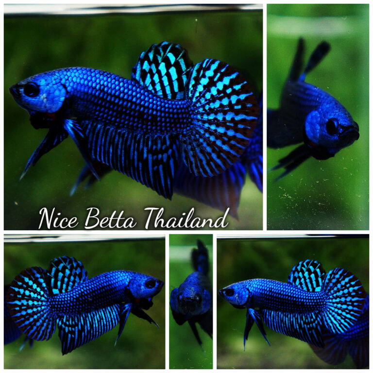 Wild Betta Fish for Sale - nicebettathailand.com