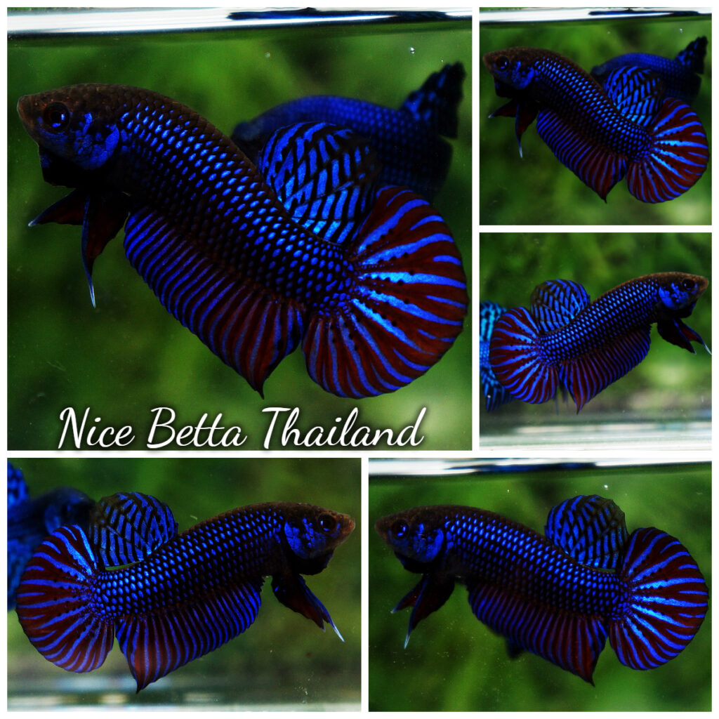 Wild Betta Fish for Sale - nicebettathailand.com