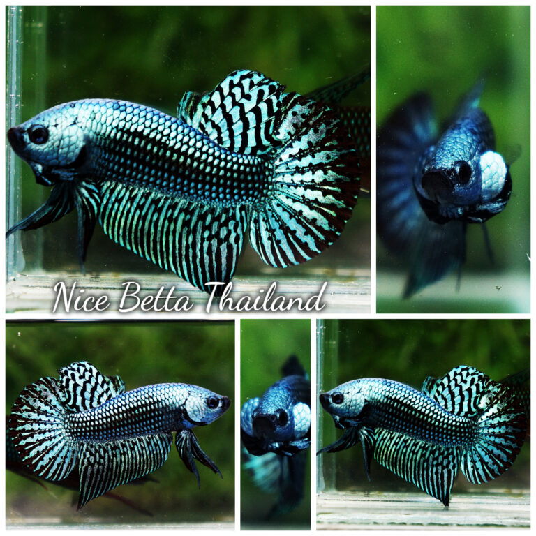 Wild Betta Fish for Sale - nicebettathailand.com