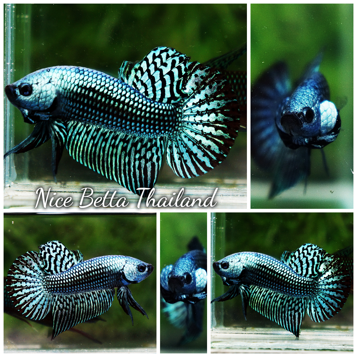 Wild Betta fish Hybrid Grey Alien Peacock - nicebettathailand.com