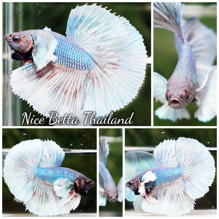 Salamander betta fish for Sale - nicebettathailand.com
