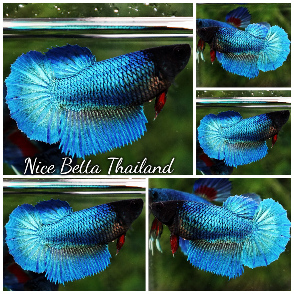 Betta Fish Female Green Ninja Black Head HM - nicebettathailand.com