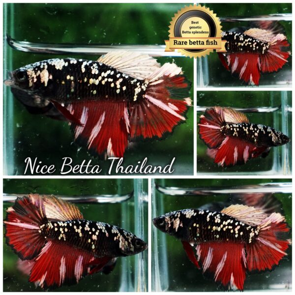 Betta Fish Queen Shadow Black Gold Vampire Star Series HM (Rare ...