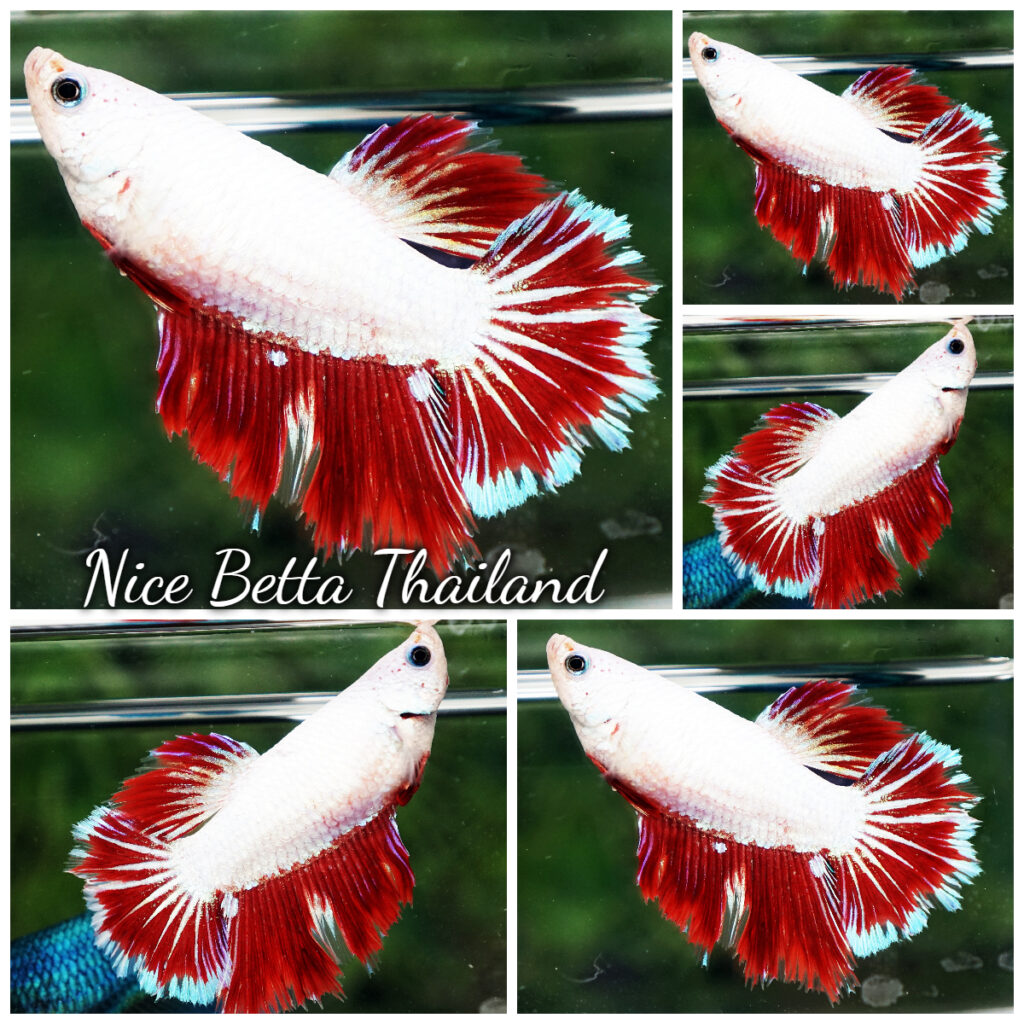 Betta Fish Female Snow Red Dragon White Ring Rosetail HM ...