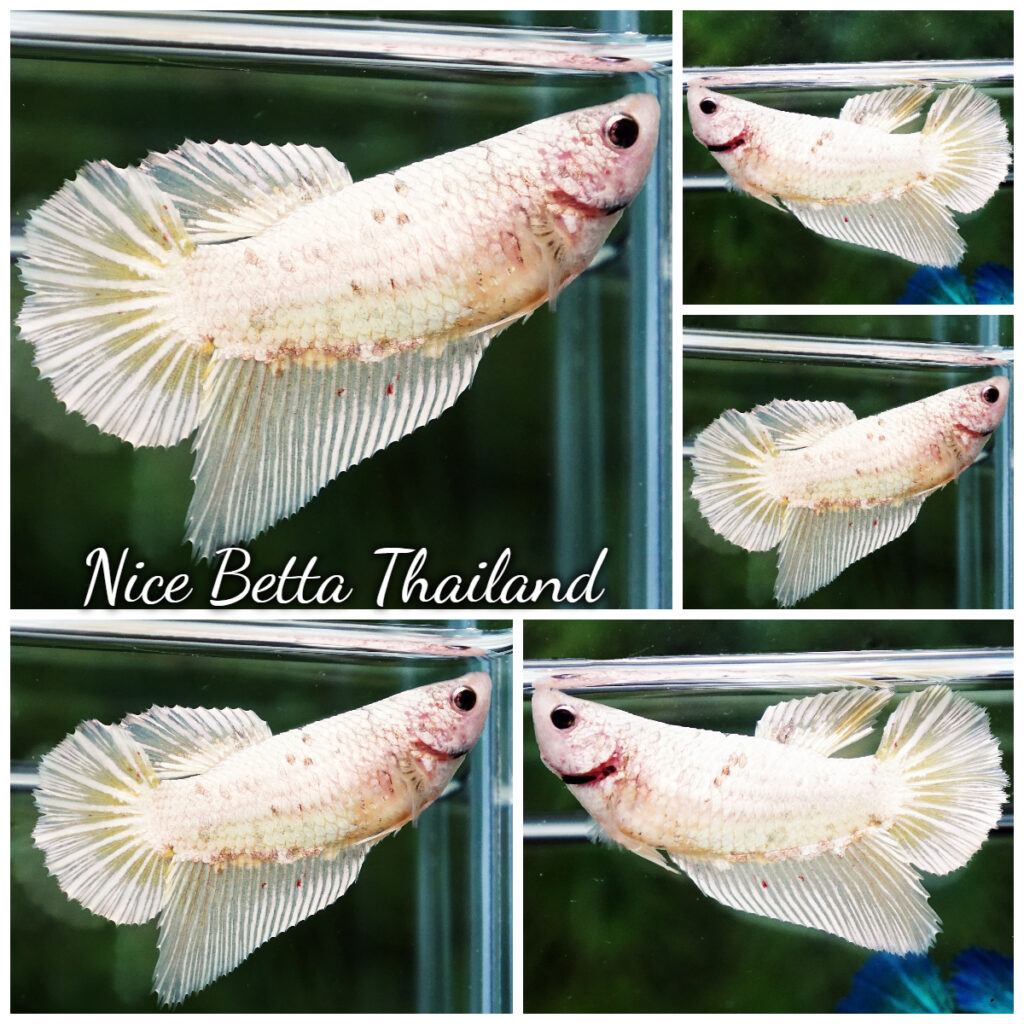 Betta Fish Female Moonlight Gold HM - nicebettathailand.com