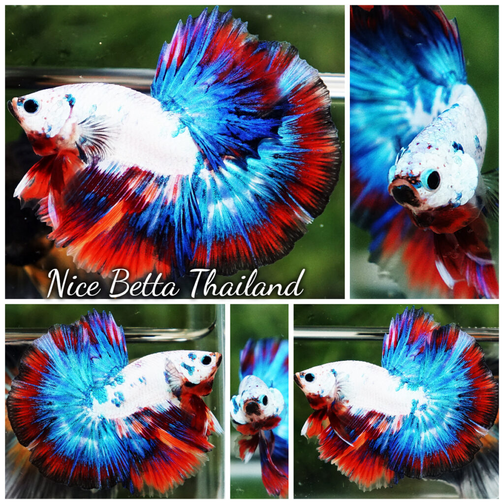 Candy betta fish for Sale - nicebettathailand.com