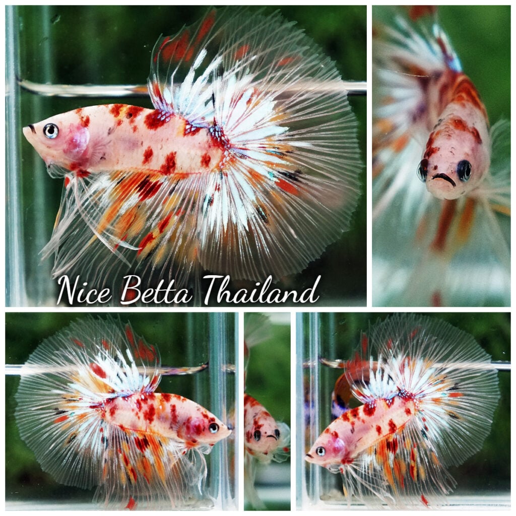 Marble Betta Fish for Sale - nicebettathailand.com