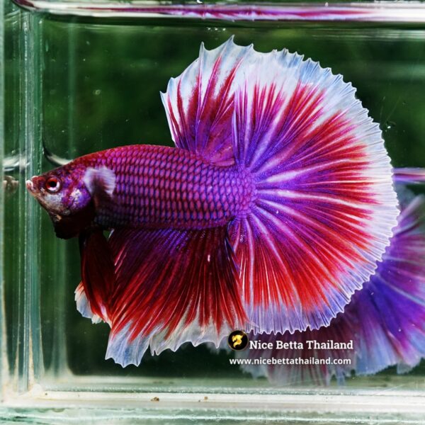 Betta Fish Purple Pink Salamander OHM - nicebettathailand.com