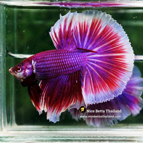 Betta Fish Purple Pink Salamander OHM - nicebettathailand.com