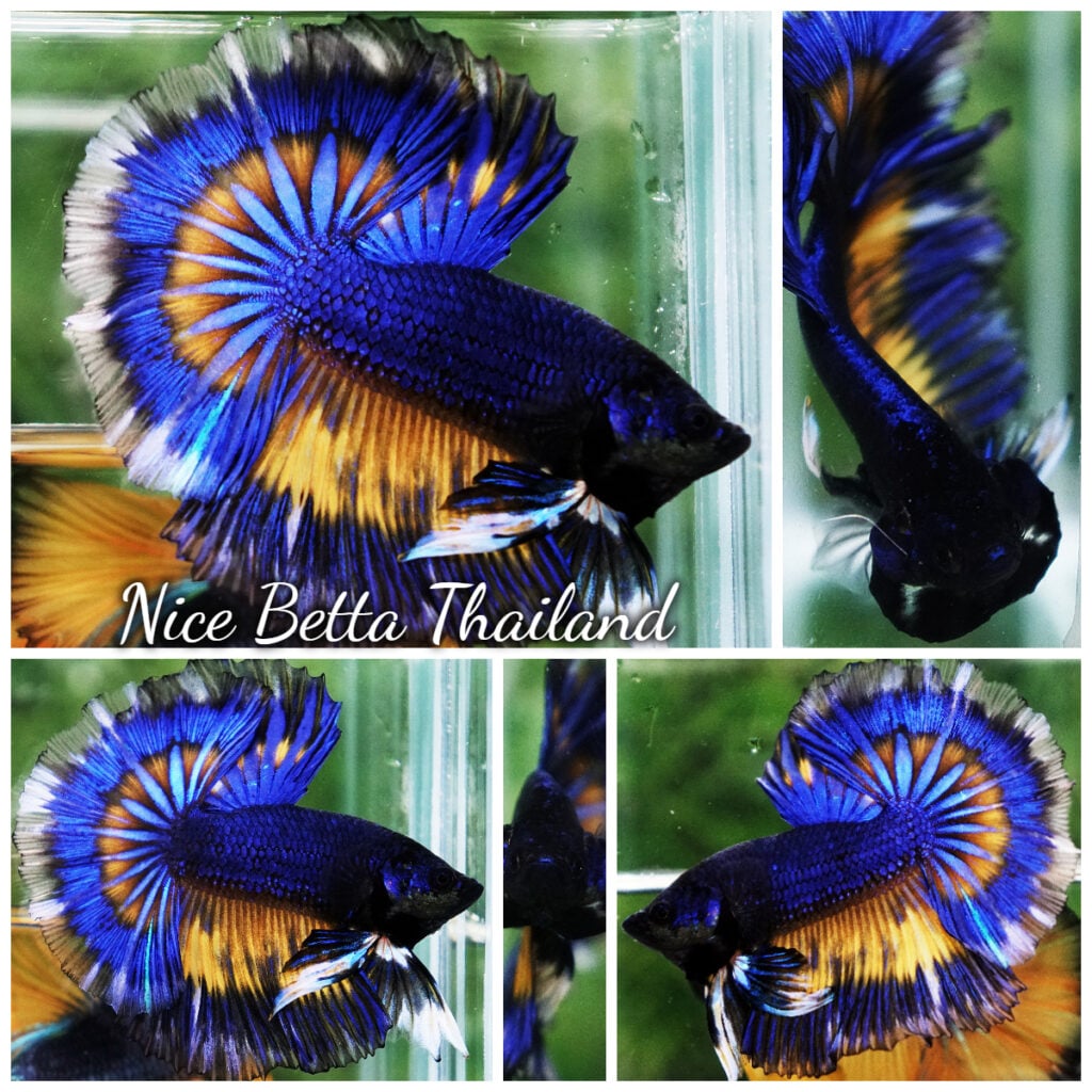 Mustard Gas Betta Fish for Sale - nicebettathailand.com