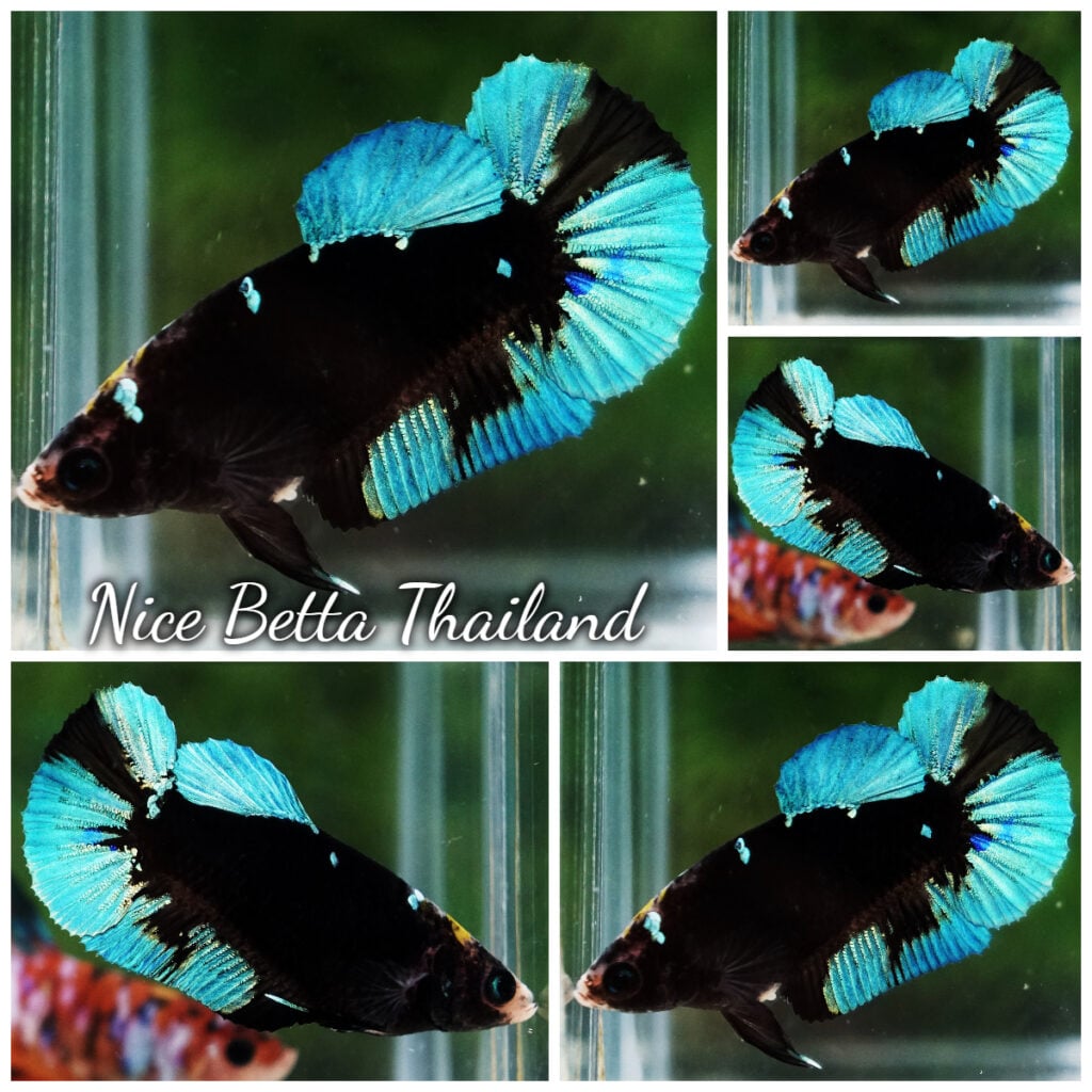 Betta Fish Female Black Hole Avatar Star HMPK - nicebettathailand.com