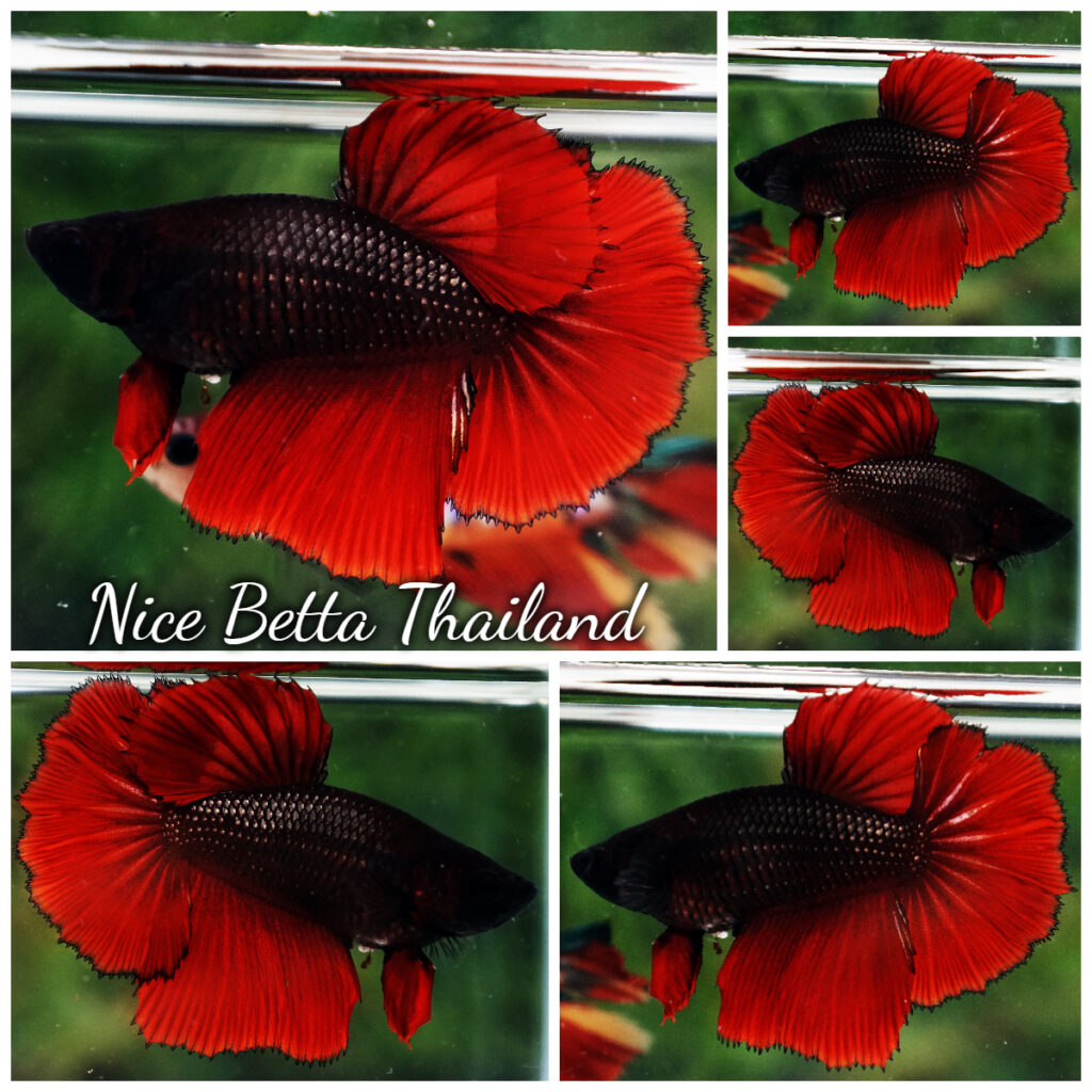 Betta Fish Female Hell Copper Vampire Warrior HM - nicebettathailand.com