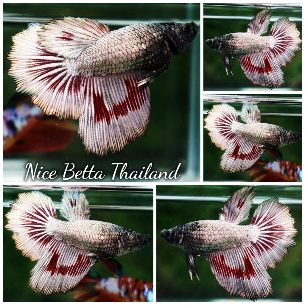 Betta Fish Female Hell Copper Gold HM - nicebettathailand.com