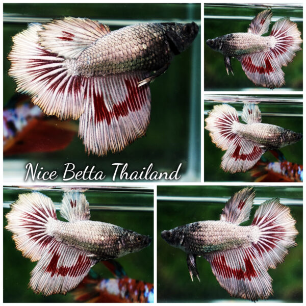 Betta Fish Female Hell Copper Gold HM - nicebettathailand.com